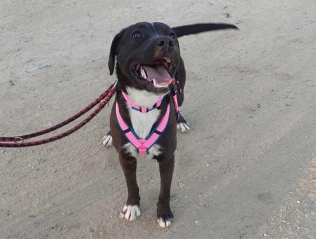 Hunde - Adoptieren statt kaufen - Streunerparadies