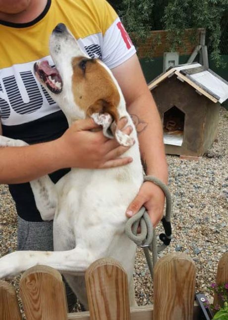 Hunde - Adoptieren statt kaufen - Streunerparadies