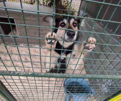 Hunde - Adoptieren statt kaufen - Streunerparadies