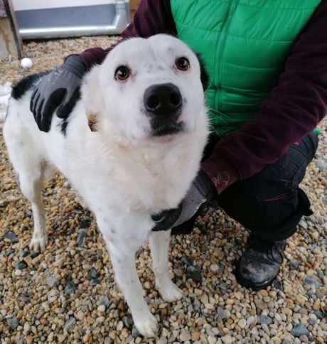 Hunde - Adoptieren statt kaufen - Streunerparadies