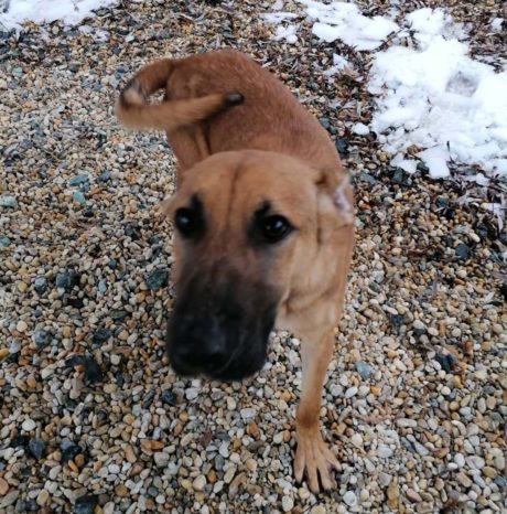 Hunde - Adoptieren statt kaufen - Streunerparadies