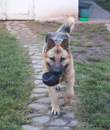 Hunde - Adoptieren statt kaufen - Streunerparadies